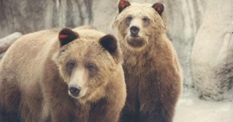 Grizzly Bear Legacy – Little Rock Zoo