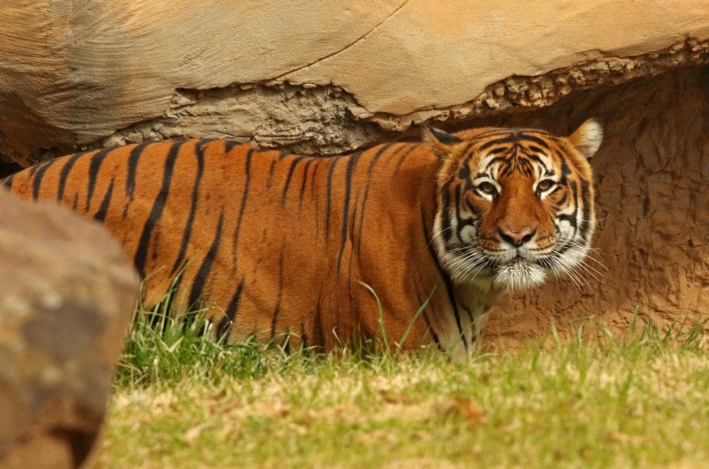 Tigers on the Move: Breeding, Conservation, and the SSP – Little Rock Zoo