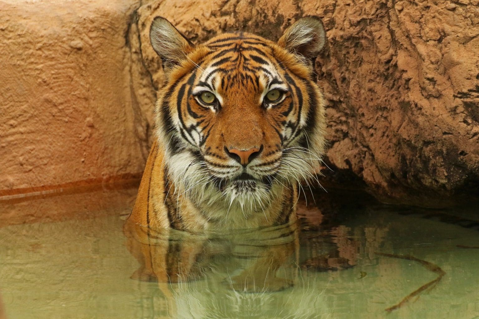 Tigers on the Move: Breeding, Conservation, and the SSP – Little Rock Zoo