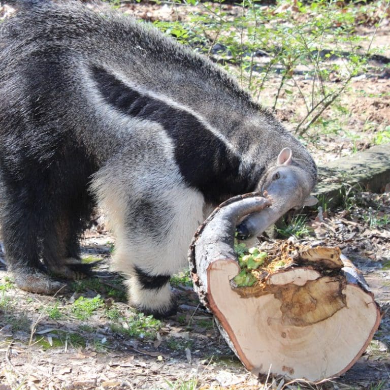 Anteater – Little Rock Zoo
