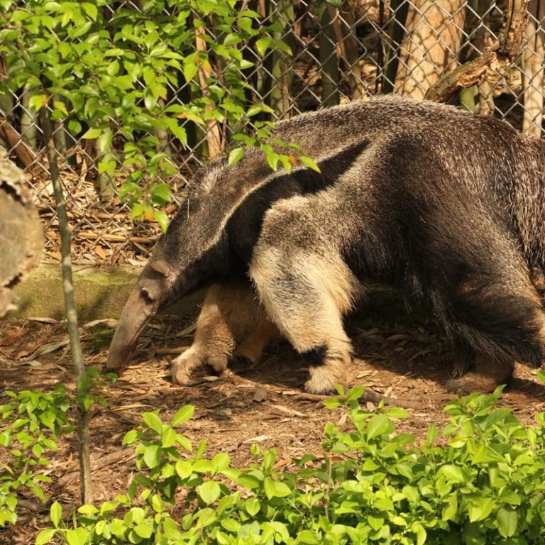 Anteater – Little Rock Zoo