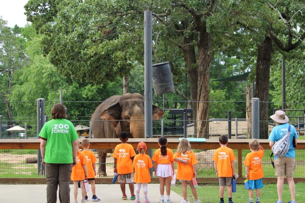Zoofari Camp – Little Rock Zoo