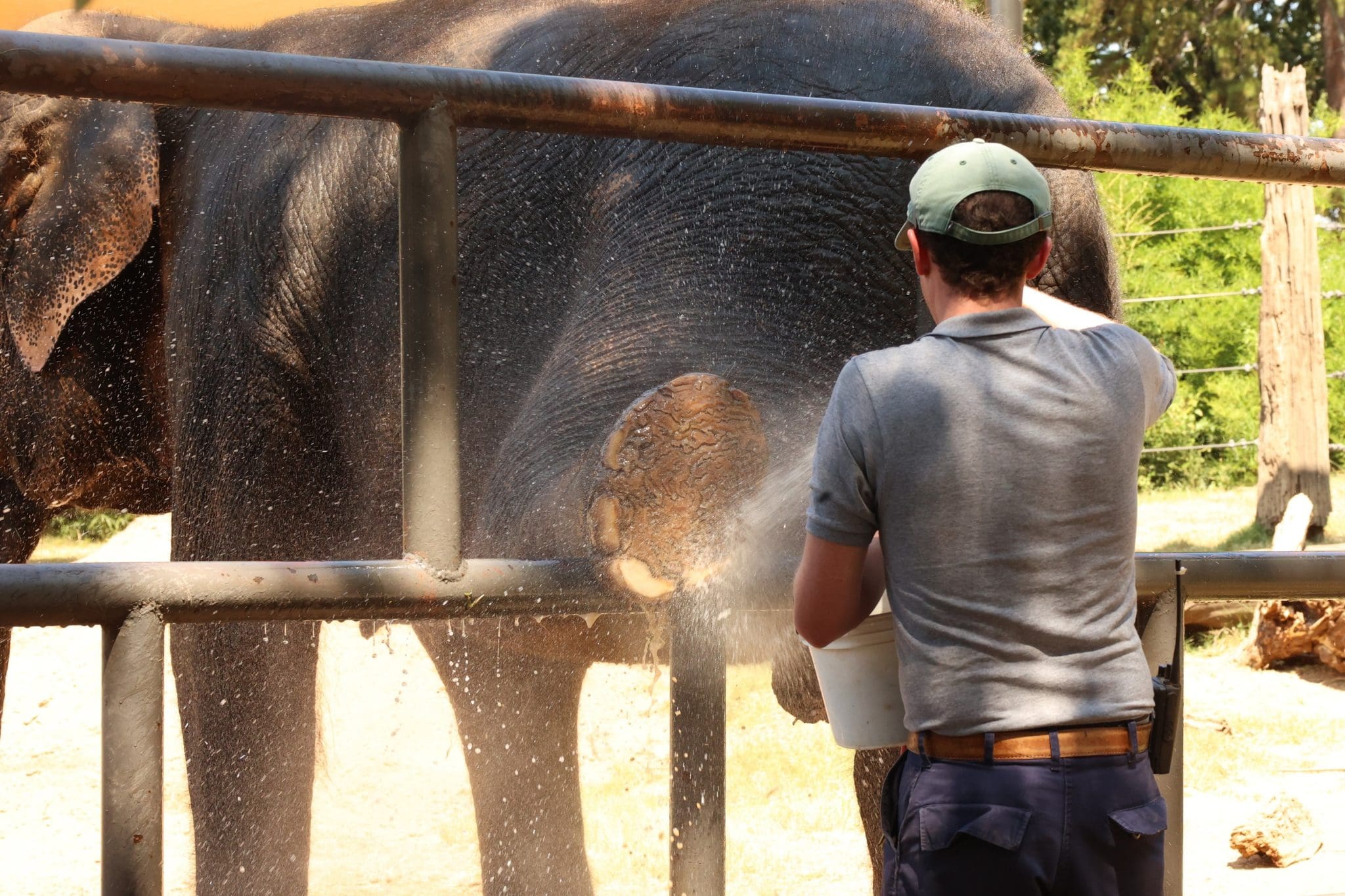 More Than Just a Job: What It Takes to Be a Zookeeper – Little Rock Zoo