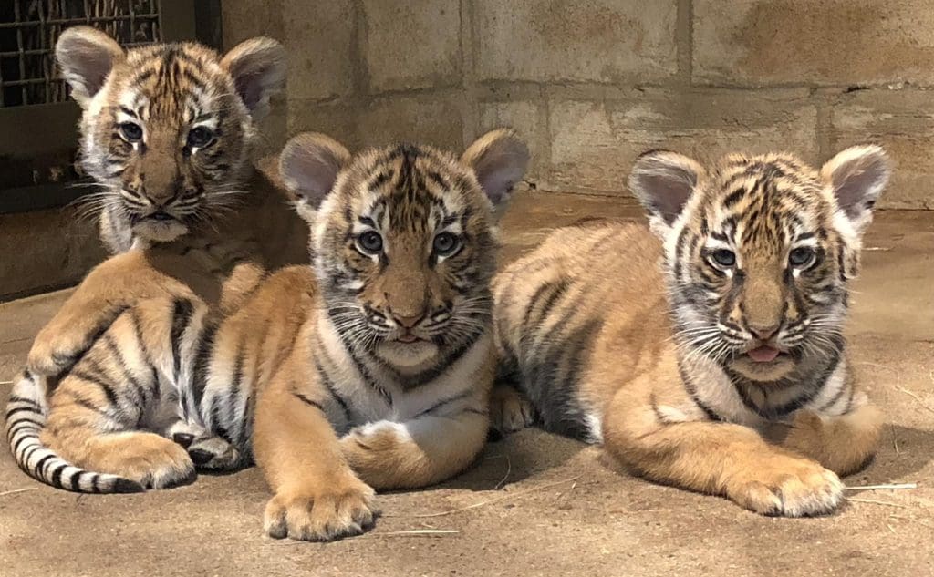 Tigers on the Move: Breeding, Conservation, and the SSP – Little Rock Zoo