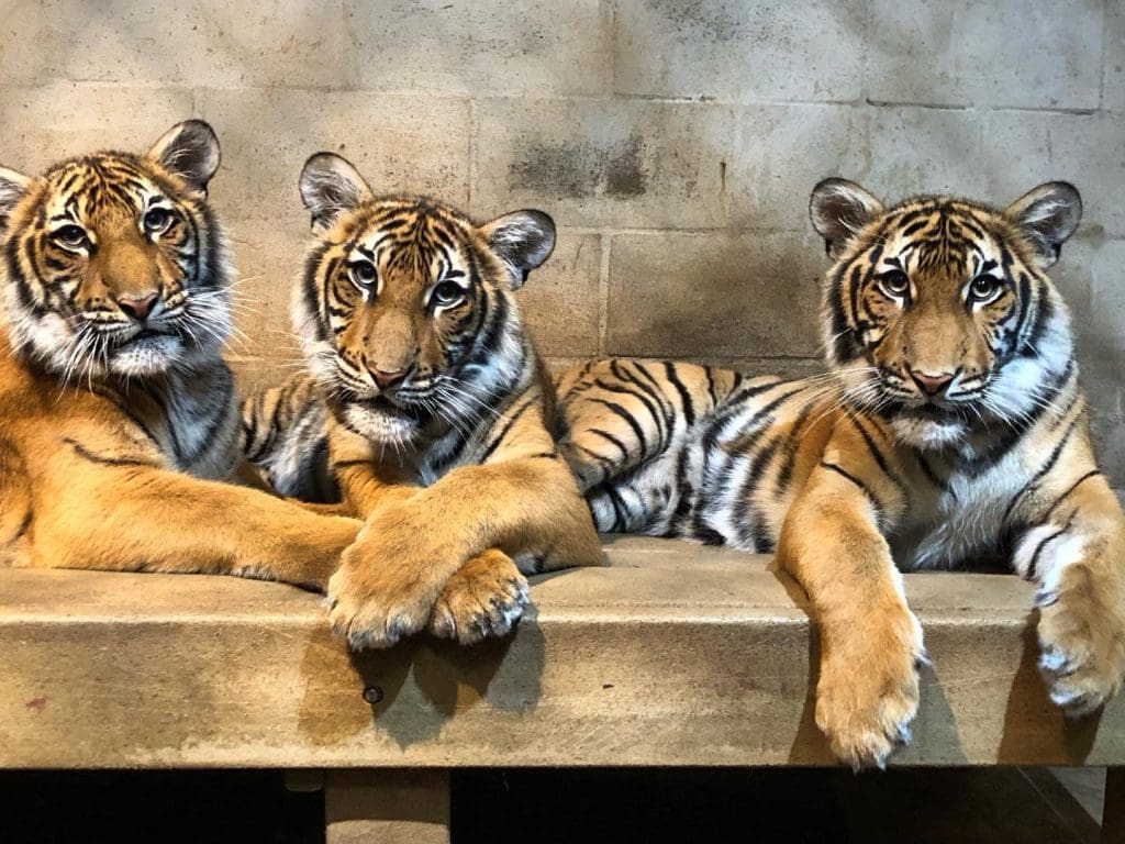 Tigers on the Move: Breeding, Conservation, and the SSP – Little Rock Zoo