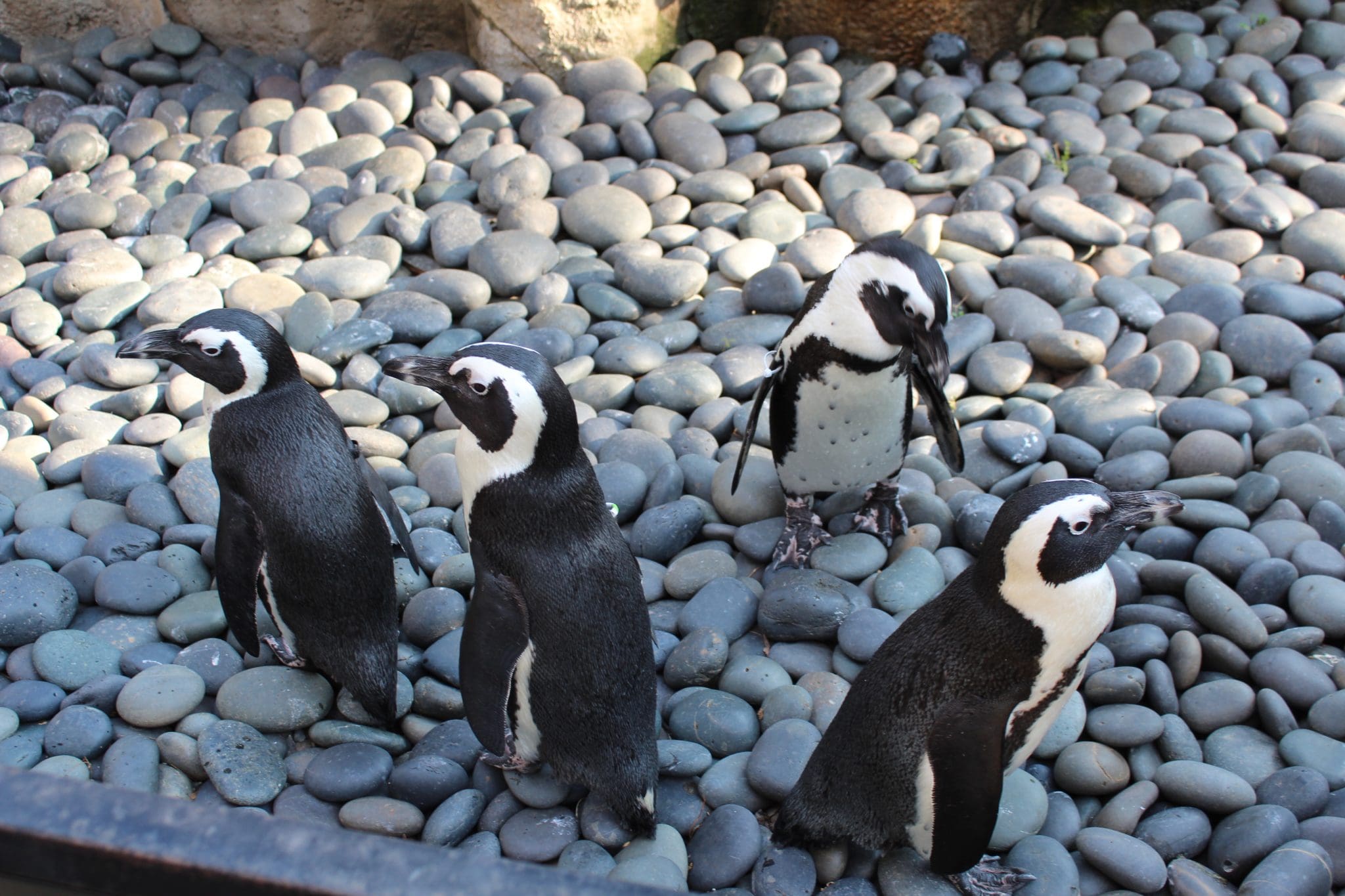 Penguin Experience – Little Rock Zoo