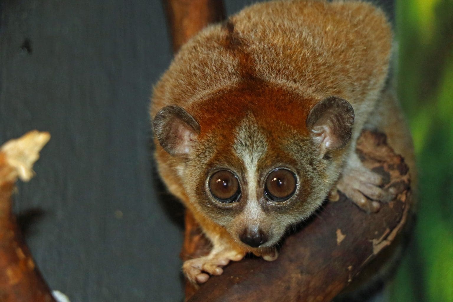 Nocturnal Primates – Little Rock Zoo