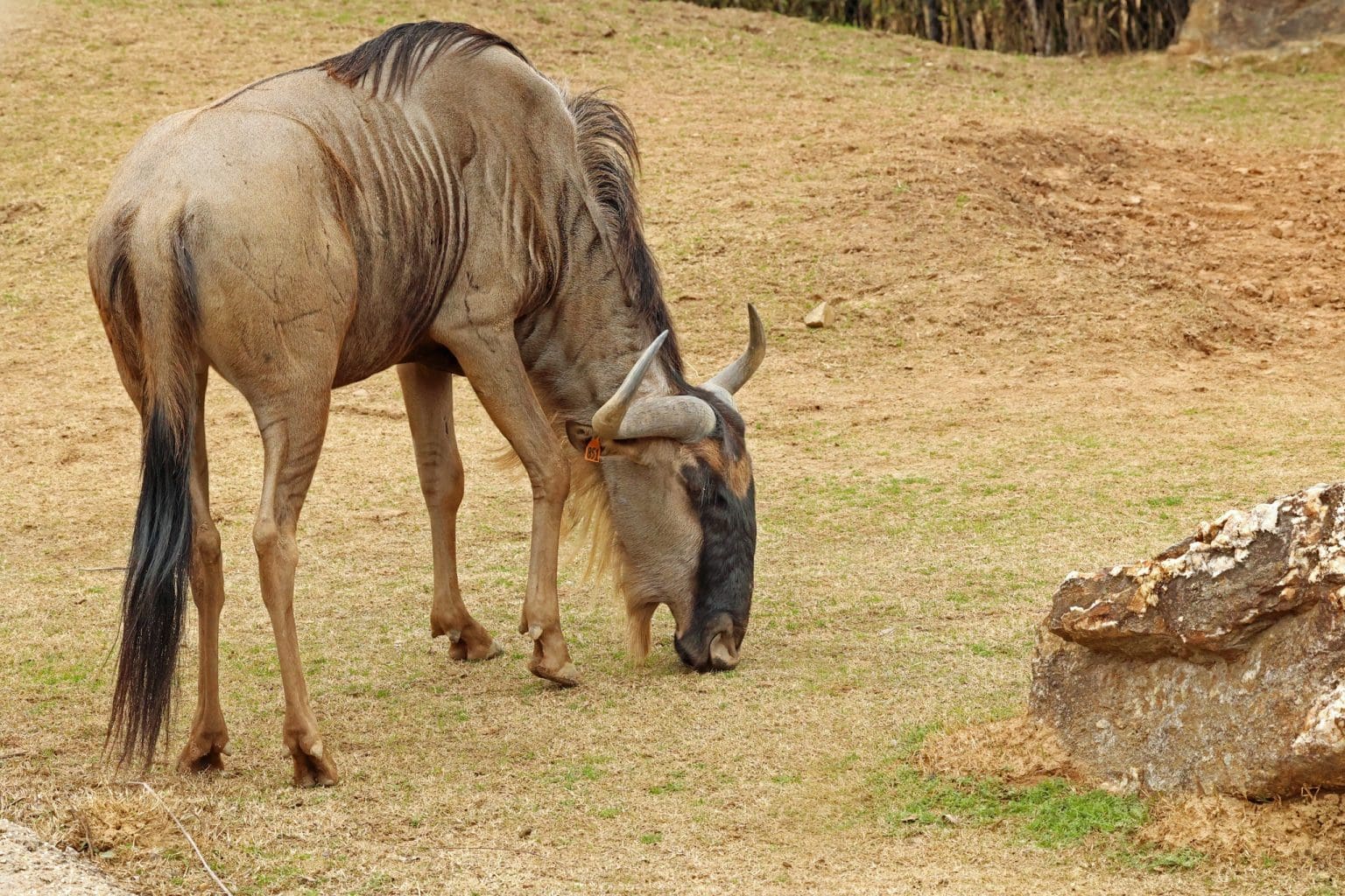 Animal Habitats – Little Rock Zoo