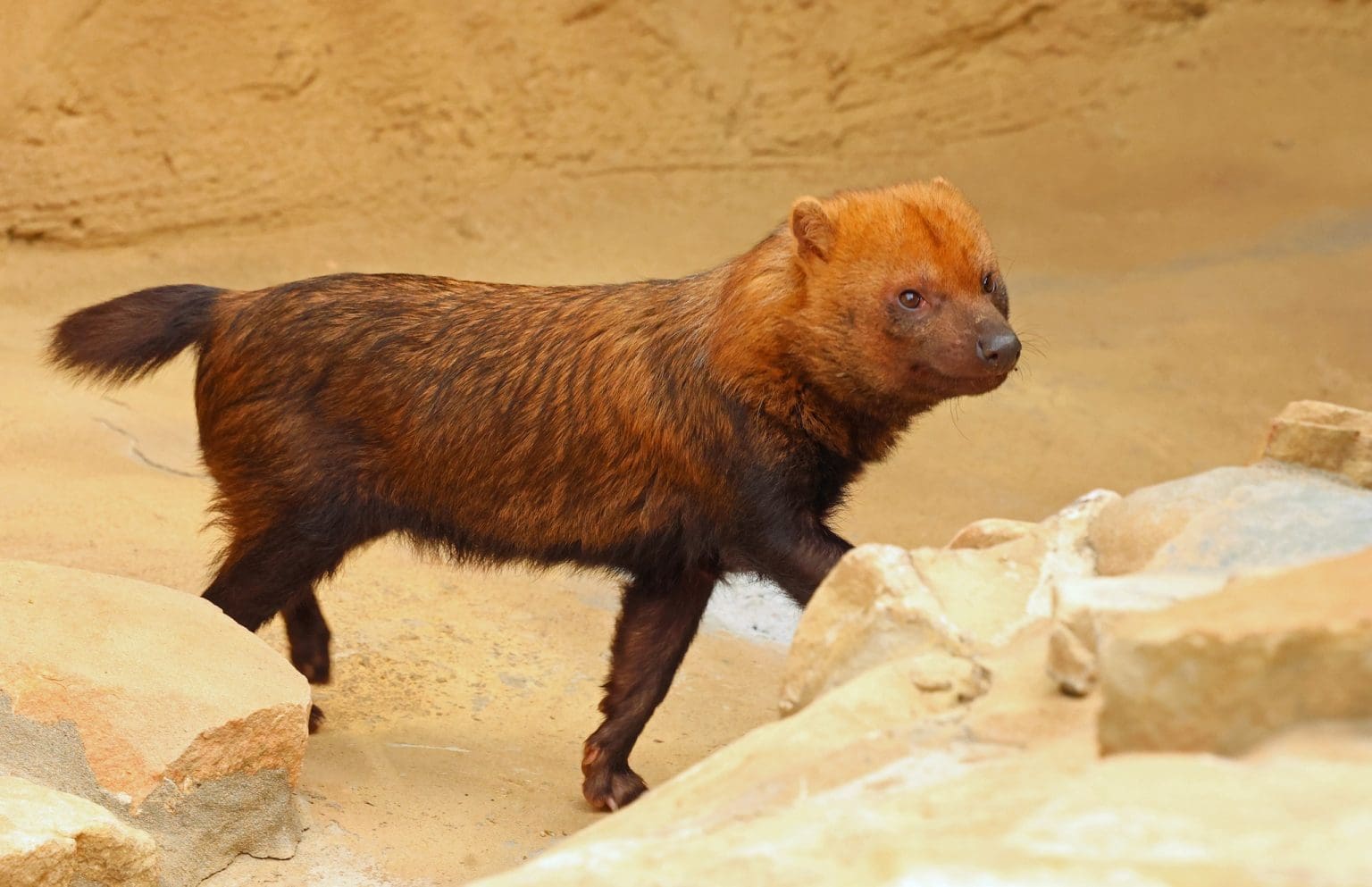 Bush Dogs – Little Rock Zoo