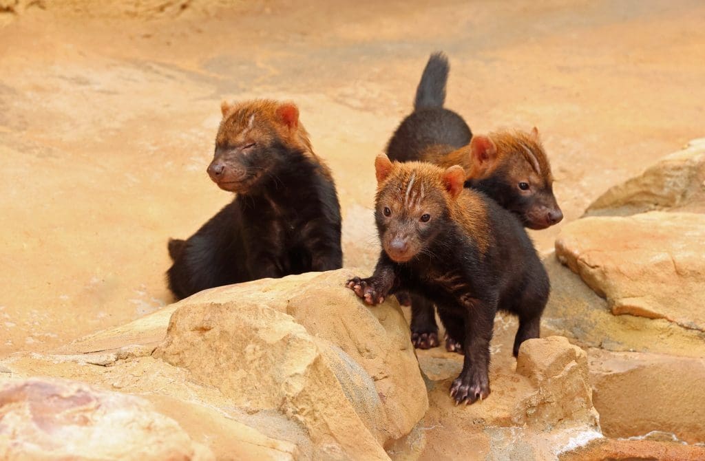 Bush Dogs – Little Rock Zoo