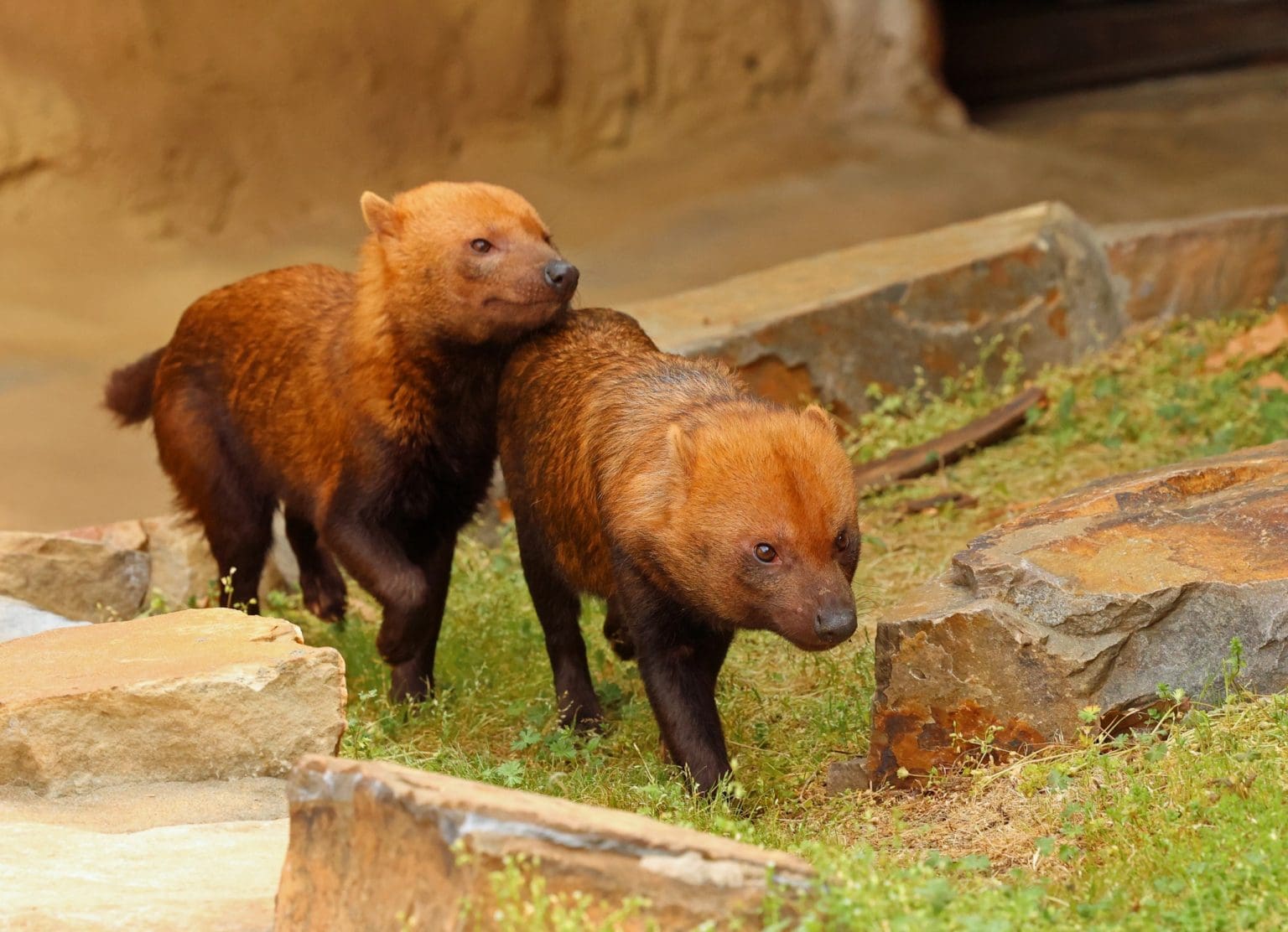 Bush Dogs – Little Rock Zoo