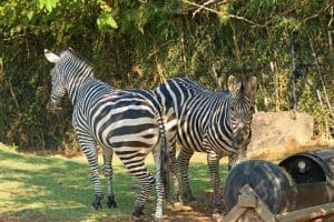 Zebra – Little Rock Zoo